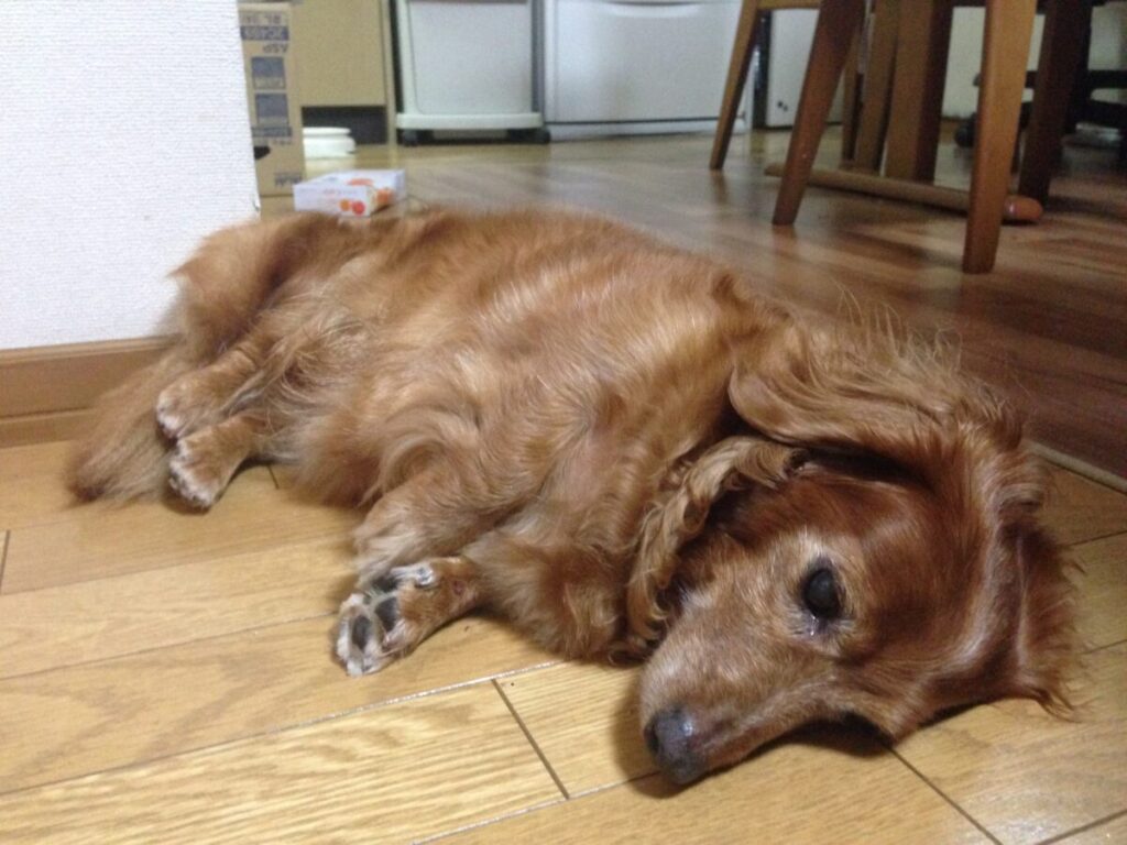 Python ライブラリ Rembg で画像の背景透過を一括でおこなう - dotTrail